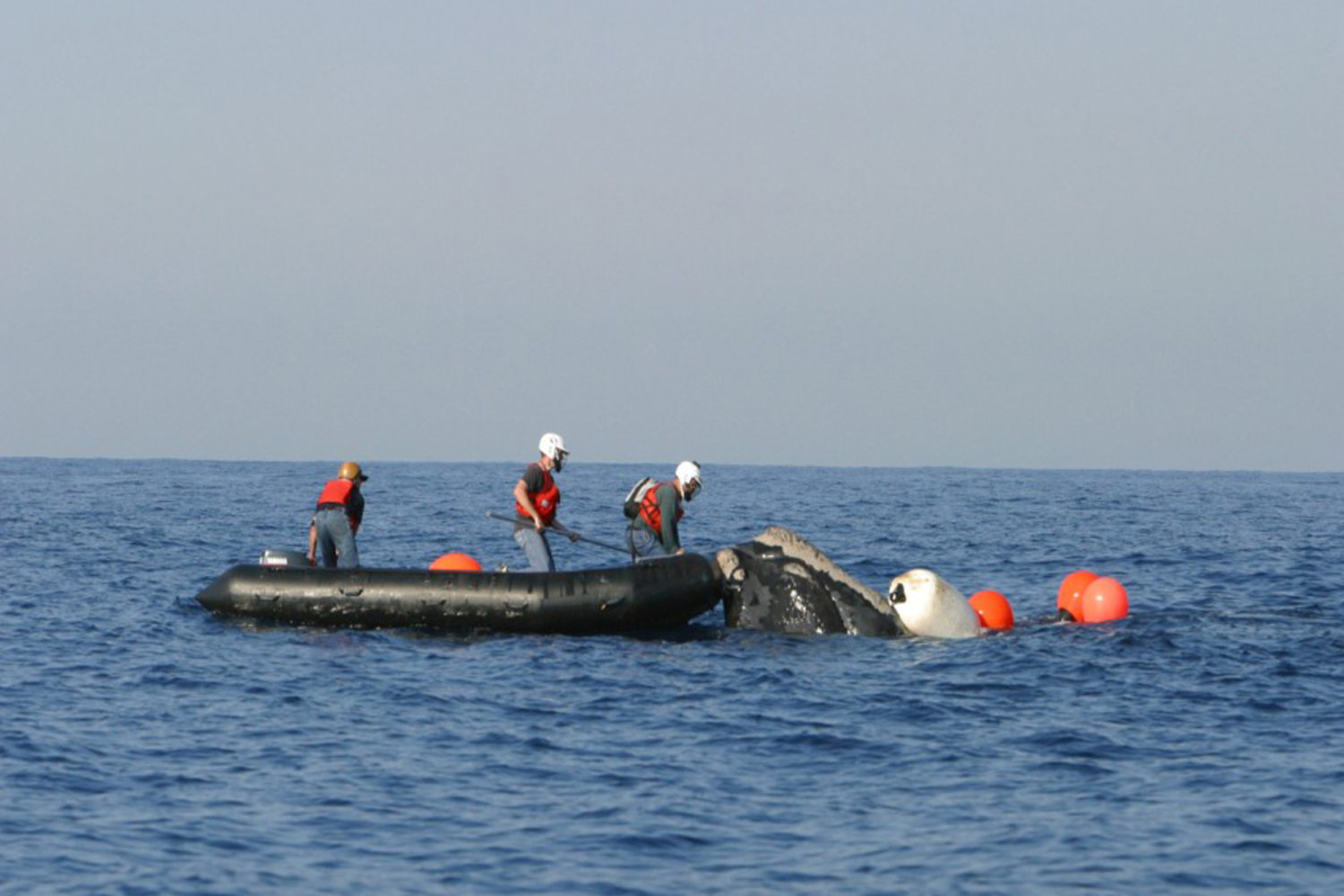 whale rescue